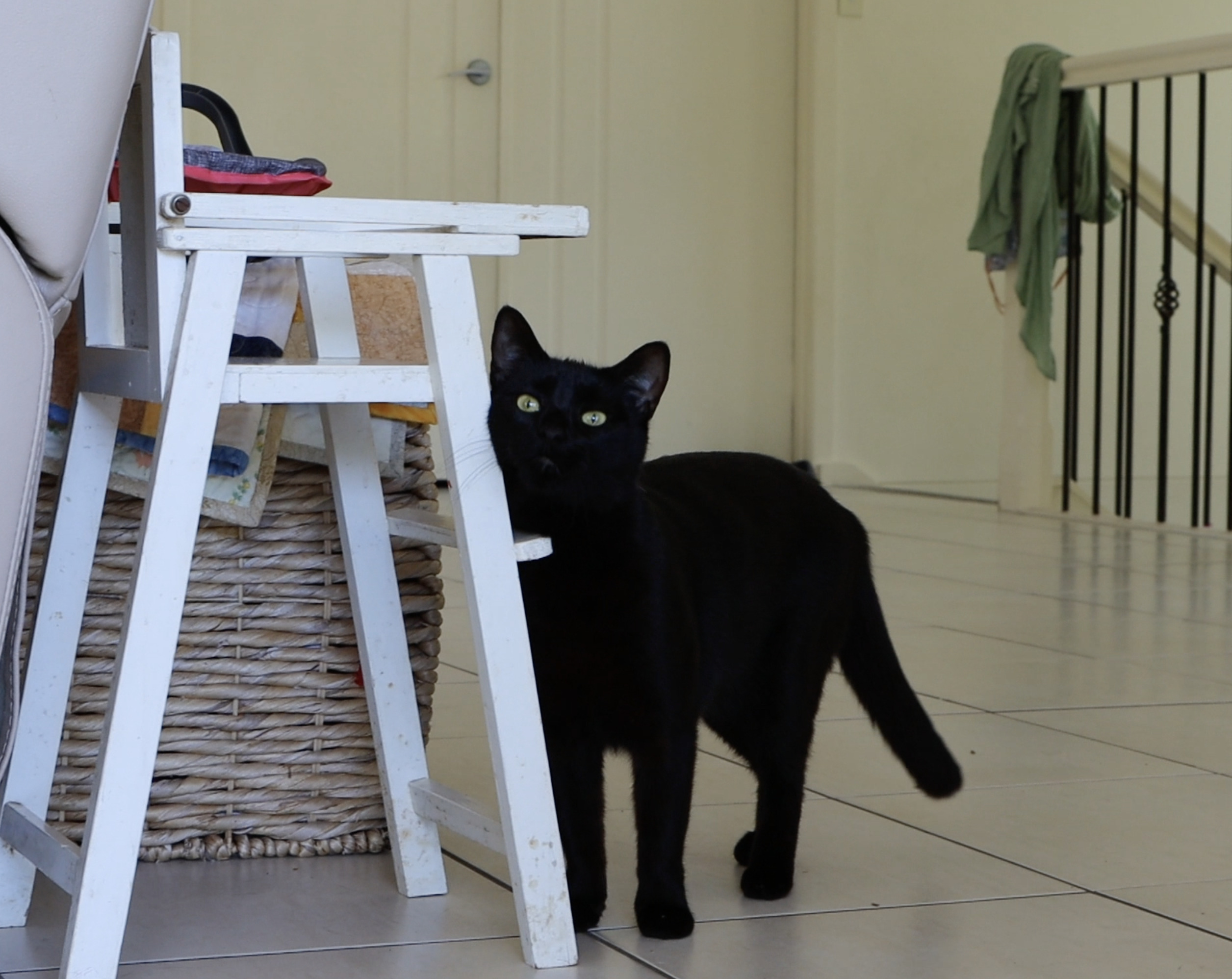 The Story of Smokey the Cat | Suncoast Vet