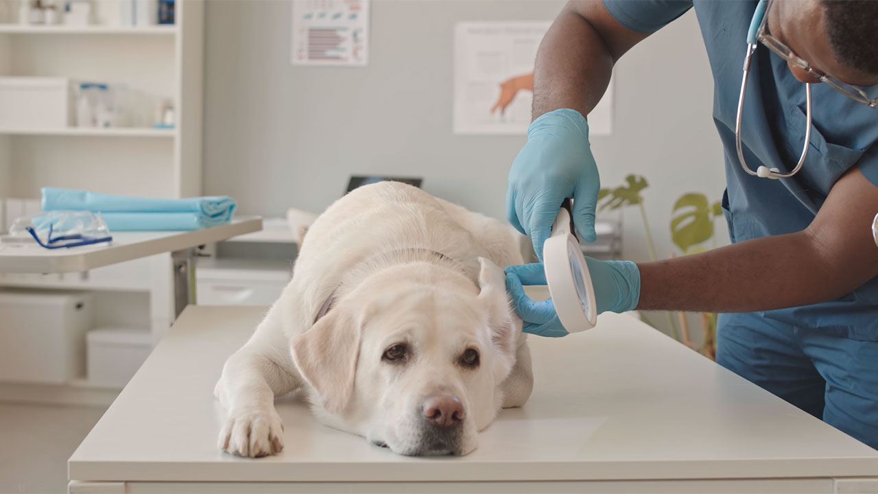 Dr. Michael Woodcock's Visit to Delicate Care: A Story of Resilience ...